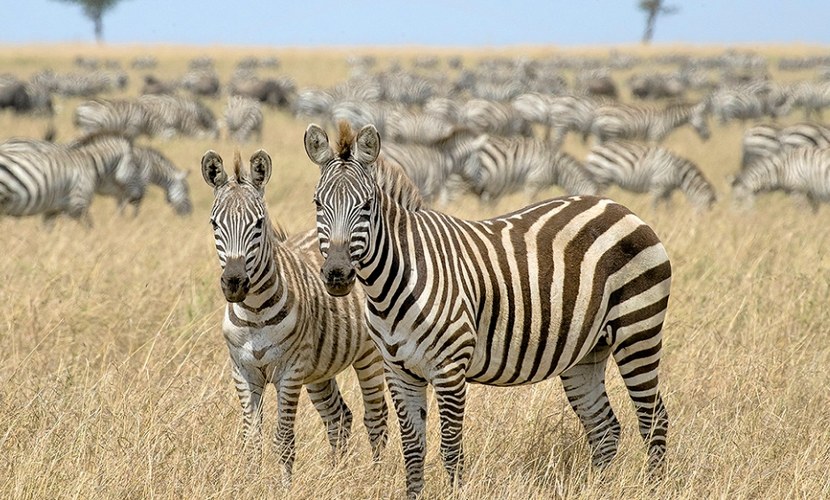 Čuda Allahovog stvaranja: Zašto zebre imaju pruge? - Religis